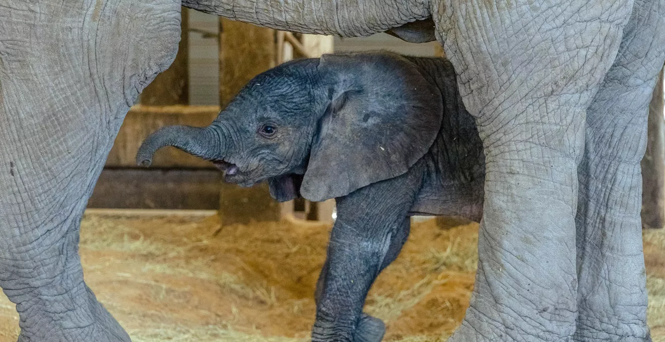 Dallas Zoo Baby Elephant Born Following String of Break-ins, Theft of ...