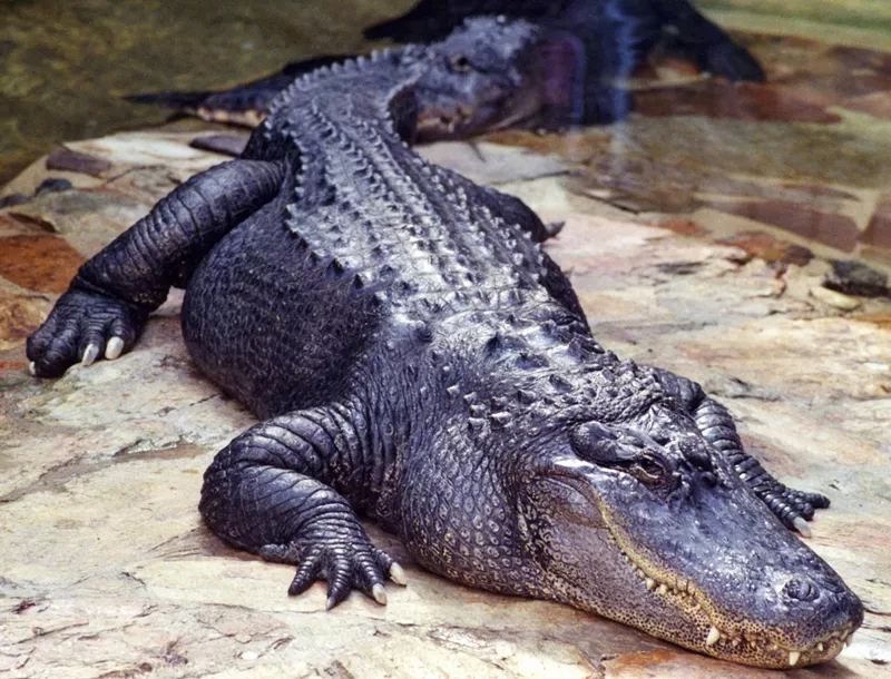 Texas Gov. Greg Abbott Warns Migrants About Alligators in Rio Grande ...