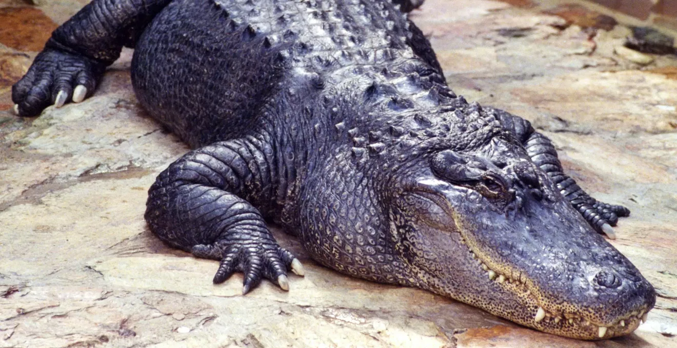 Texas Gov. Greg Abbott Warns Migrants About Alligators in Rio Grande ...